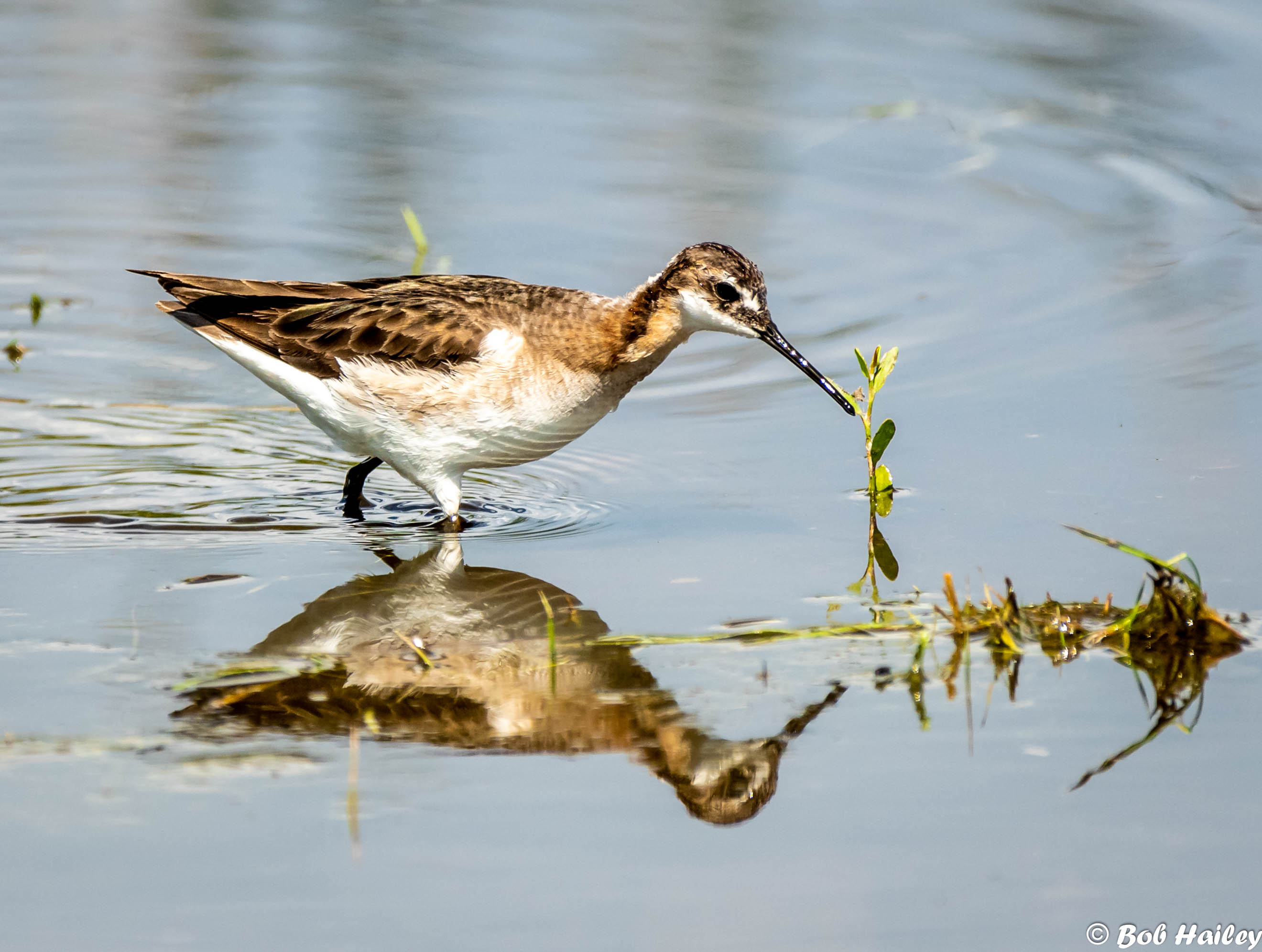 Wilson's Phalarope photo by Bob Hailey.jpg | FWS.gov